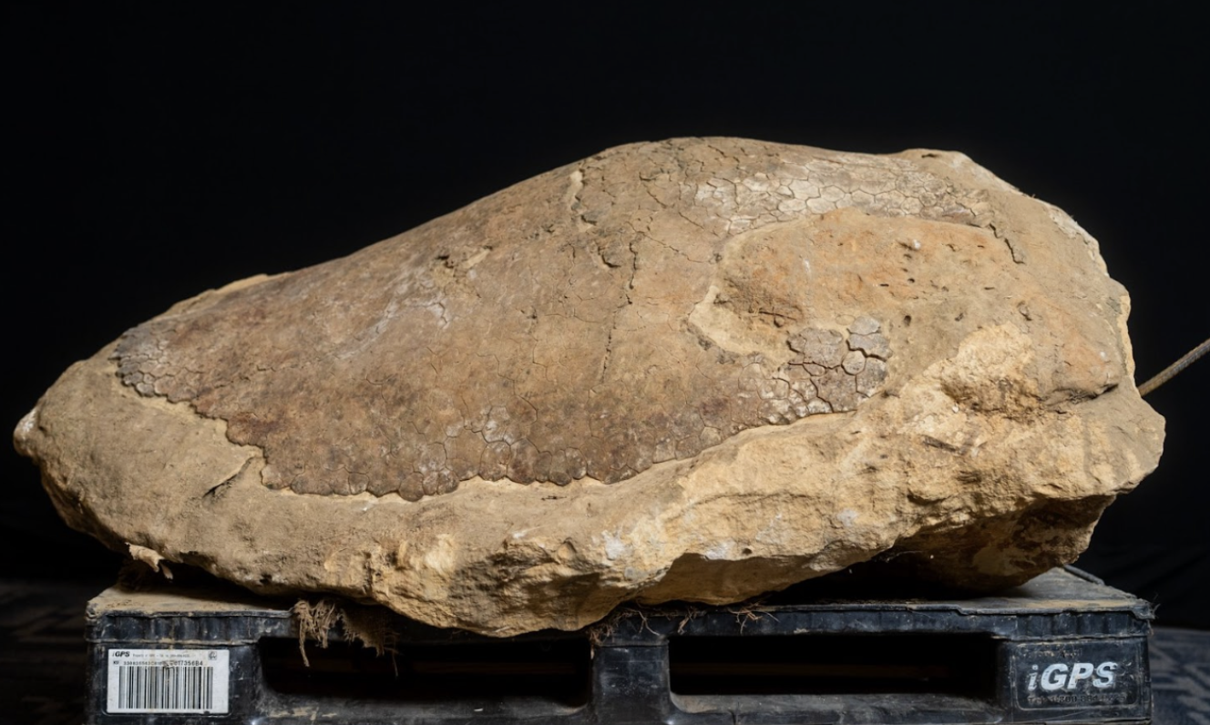 Family Fishing Trip in Alabama Leads to Discovery of 32-Million-Year ...