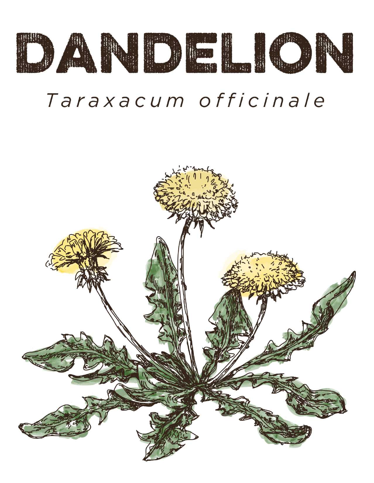 Roasted Dandelion Root Tea: The Natural, Caffeine-Free Diuretic Growing ...
